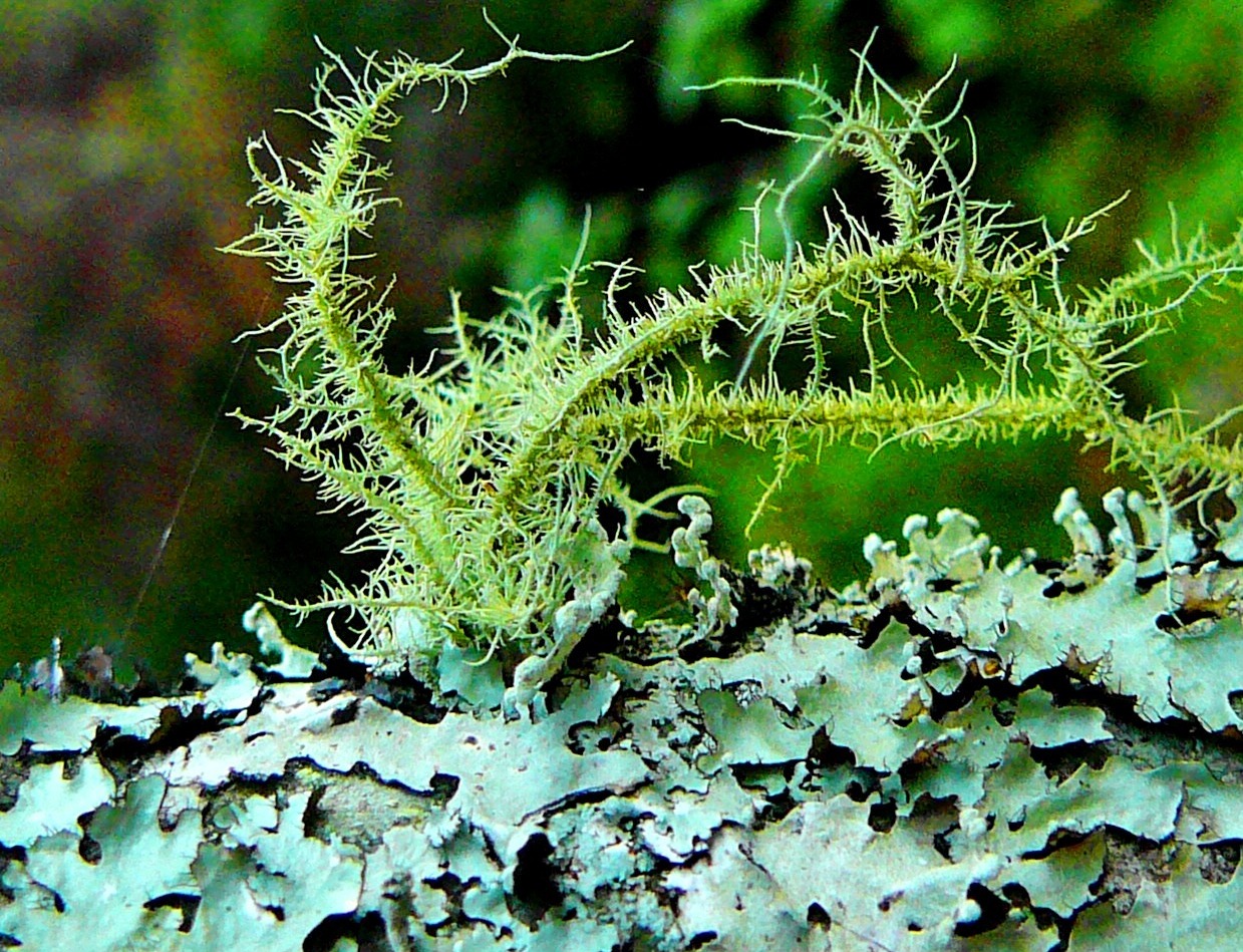 1A Witches hair lichen – North Arm Track – Castle Cove3 – Copy – WEPA