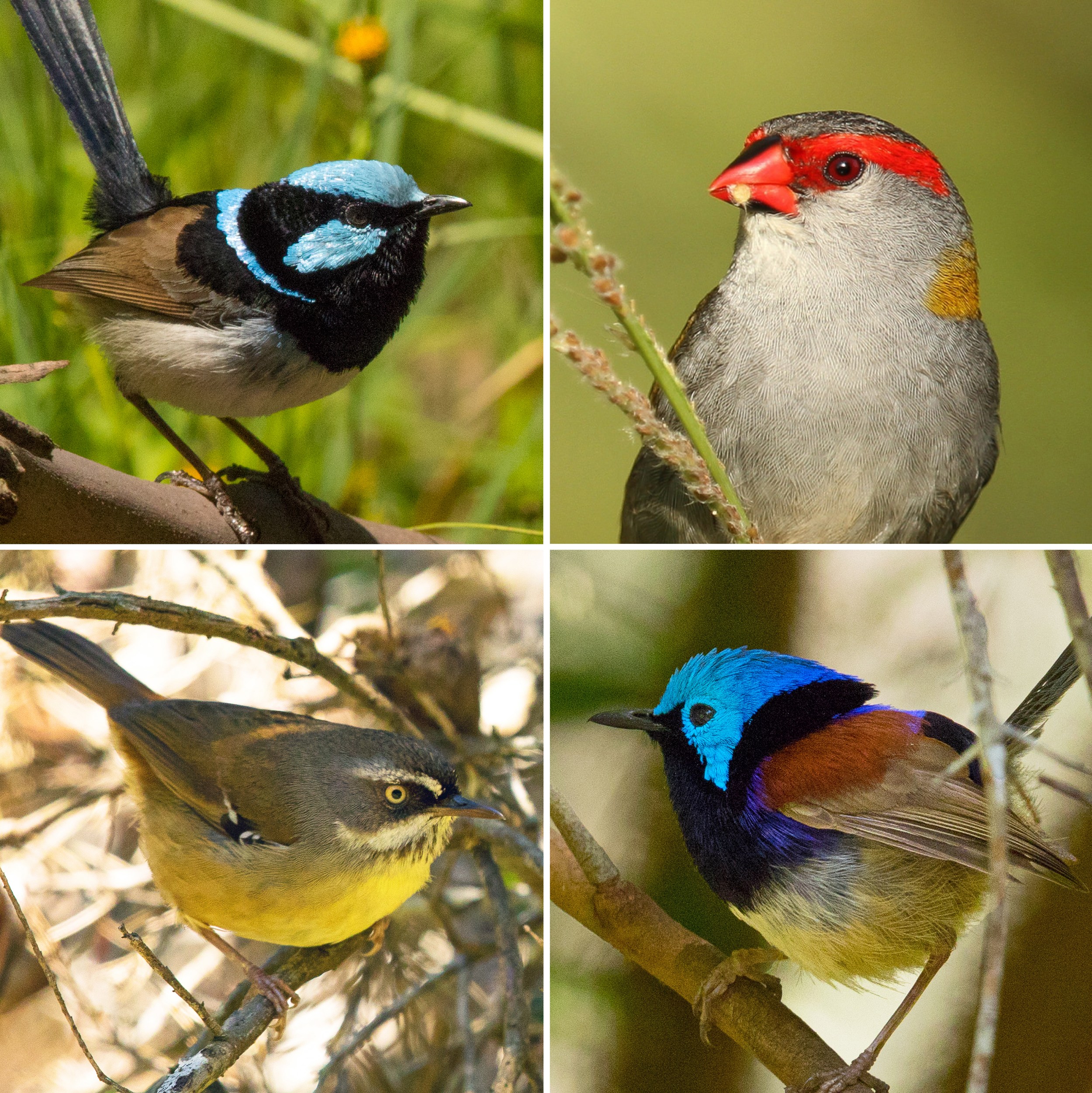 birds-composite – WEPA