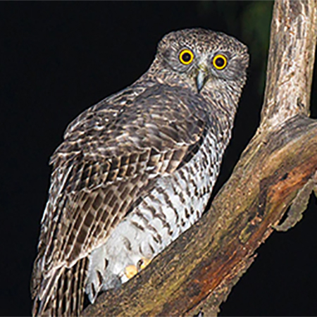 PROTECT OUR POWERFUL OWLS – WEPA