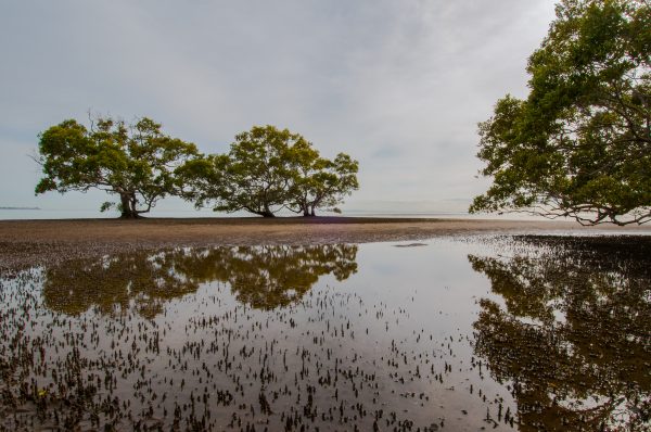 Early morning mangroves at low tide, Nudgee Beach – WEPA